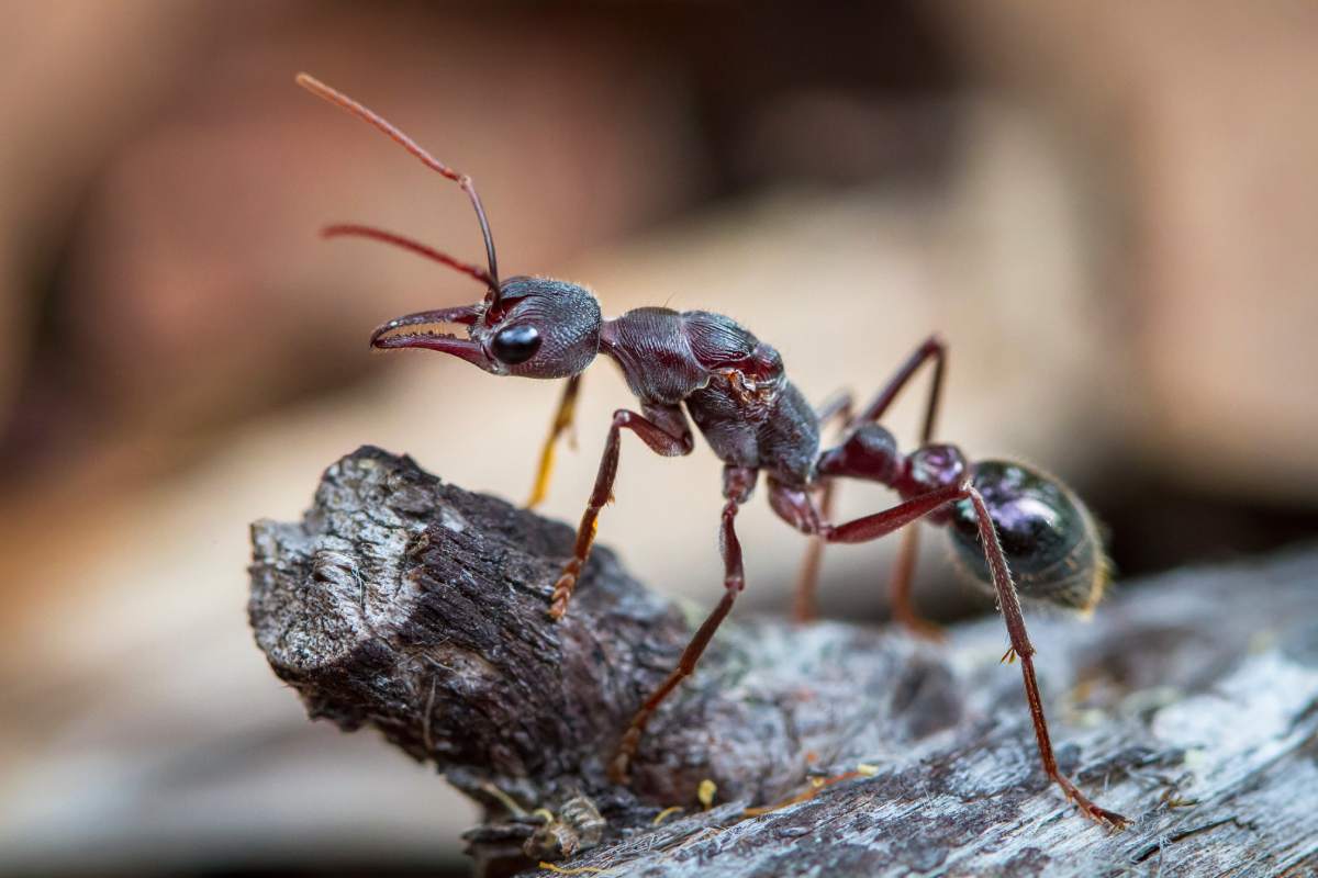 Which Type of Ants in Australia That Needs Immediate Removal?